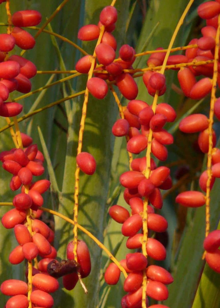 Warum du öfters zu Datteln greifen solltest - Gesunder Snack
